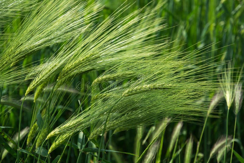 Green rye. stock image. Image of cornfield, grass, crop - 77054443