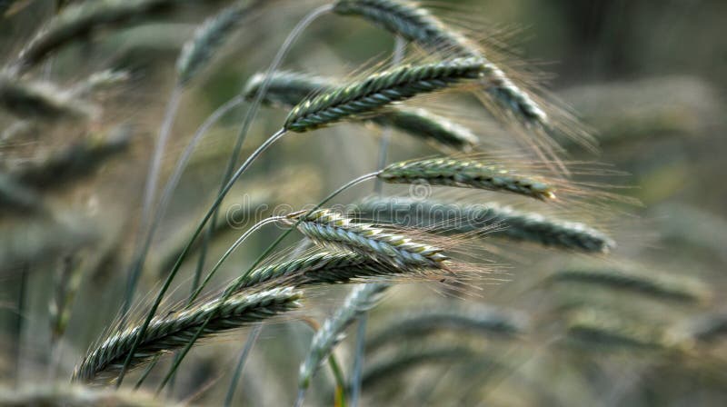 Green rye in the field_5 stock image. Image of loaf, starch - 76623371