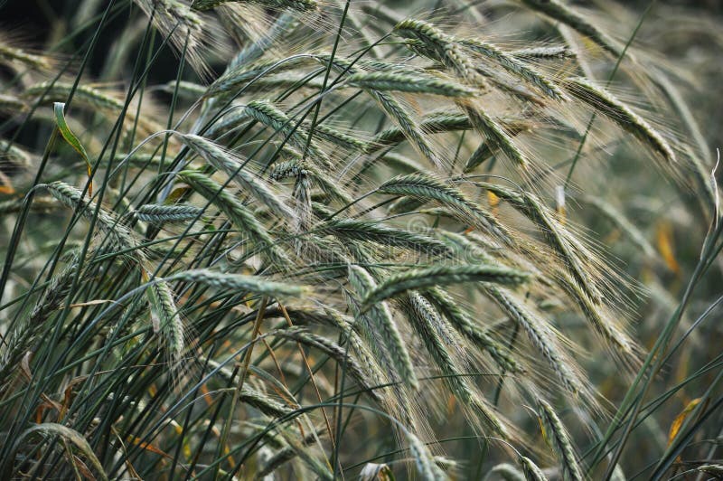 Green rye in the field_6 stock photo. Image of loaf, cakes - 76624298