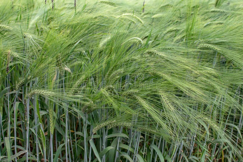 Green rye field stock image. Image of growth, food, grain - 150650739