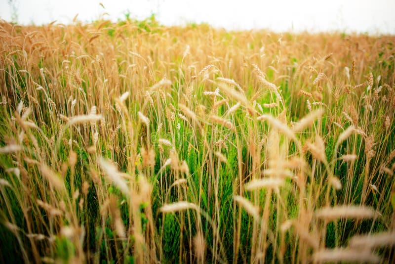 Green Rye in Field on a Sunny Day Stock Image - Image of field, farm ...