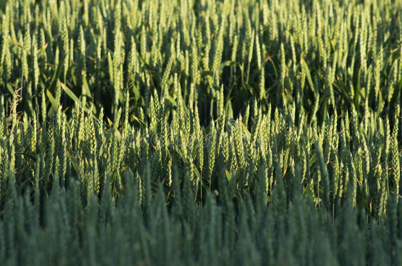 Green rye field stock photo. Image of details, flowering - 55045688