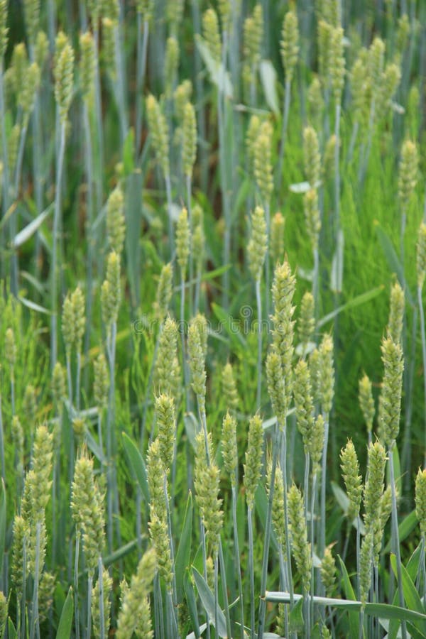 Green Rye Fields in Lithuania Stock Image - Image of lithuania, country ...