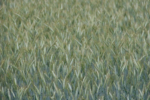Green Rye Fields in Lithuania Stock Photo - Image of landscape, growing ...