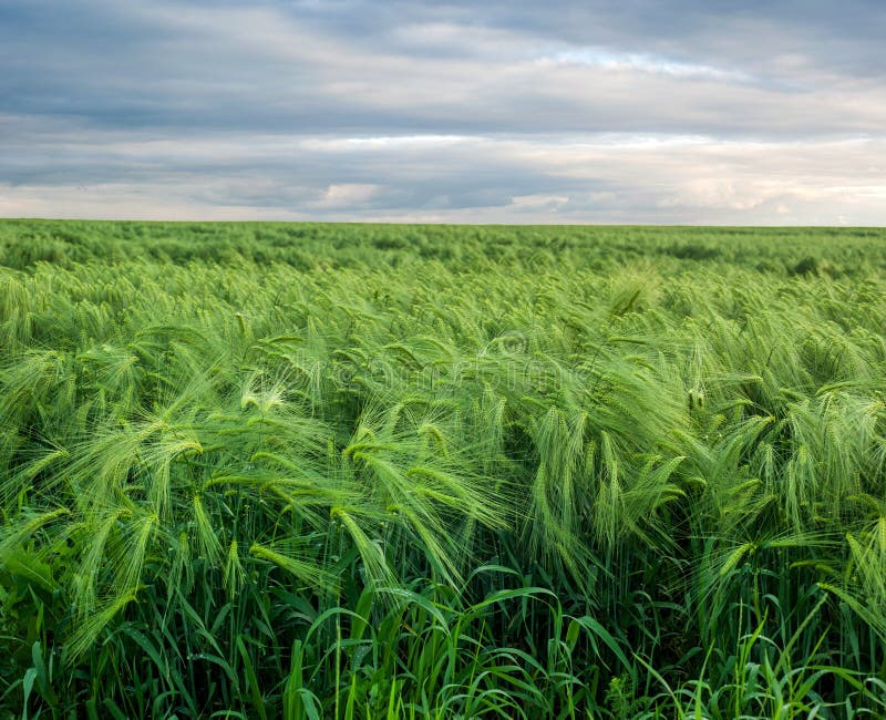 Rye Fields on Summer Under a Cloudy Evening Sky Stock Photo - Image of ...