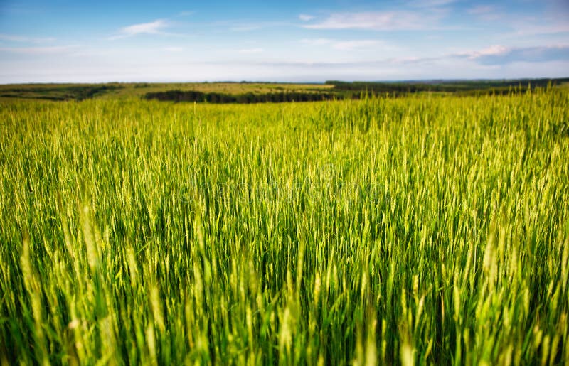 Green rye fields stock photo. Image of ripe, rural, pasture - 32452900