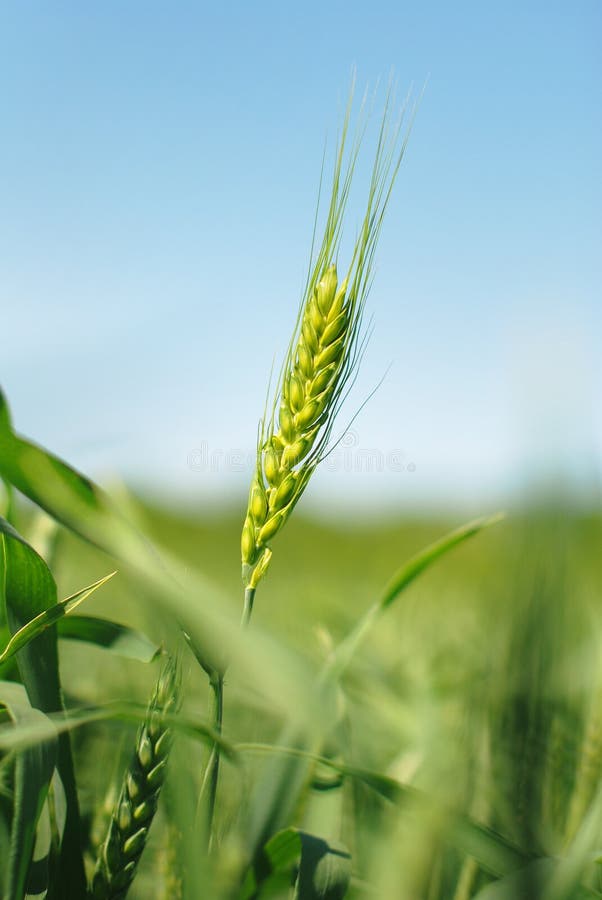 Green rye grain in field stock image. Image of ears, agricultural ...