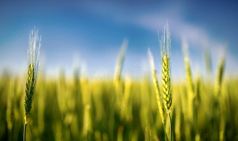 Green rye grain in field stock image. Image of food, landscape - 71913579