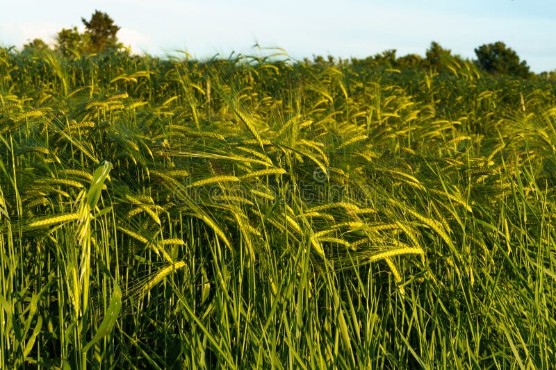 Green Rye Growing in the Field in the Rays of the Setting Sun Stock ...