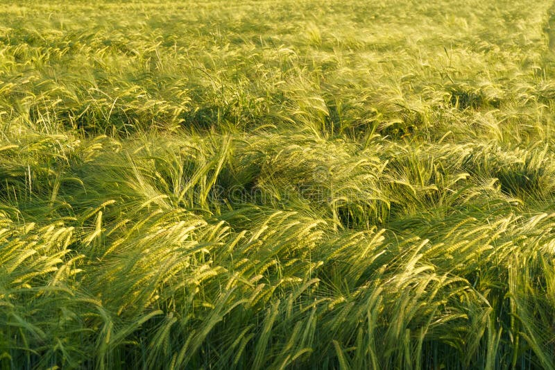 Green Rye Growing in the Field in the Rays of the Setting Sun Stock ...