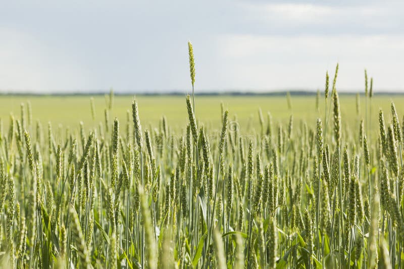 Green rye stock photo. Image of grain, green, farming - 74429200