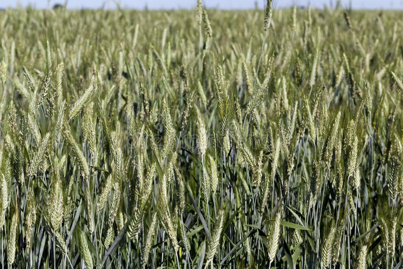 Green Rye Spikelets during Flowering Stock Photo - Image of spring ...