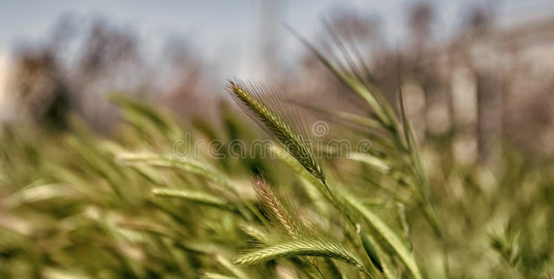 Green Rye or Wheat Spikelets. Natural Grassland. Selective Focus. Field ...