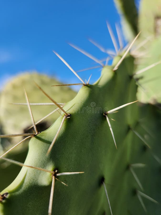 Green Sabra Cactus with Thorns Stock Image - Image of frost, produce ...