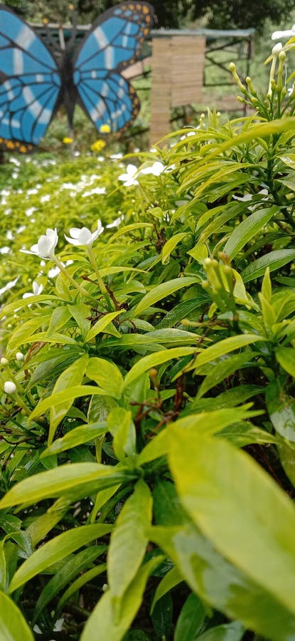 Sabrina Flower Stock Photos - Free & Royalty-Free Stock Photos from ...