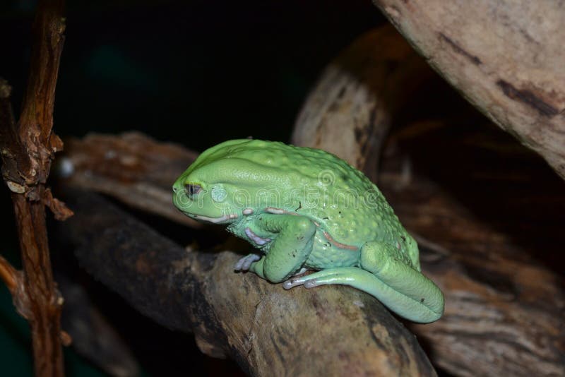 Sad looking frog stock photo. Image of thinking, curiosity - 16264538