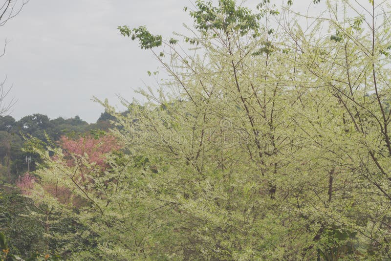 Green sakura flowers stock image. Image of grea, green - 76683259