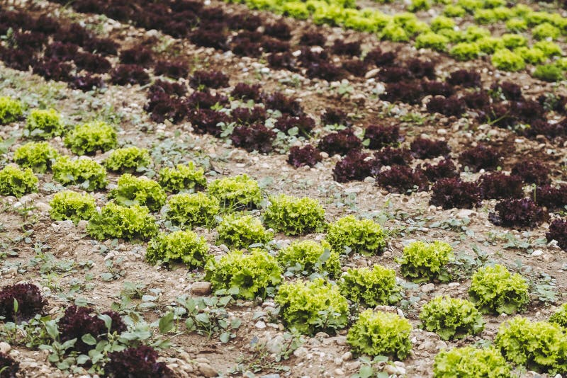 Green Salad Plant Growing in a Field Stock Image - Image of green ...
