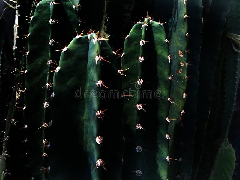 Dark Tone of Green San Pedro Cactus Plant in the Garden. Stock Photo ...