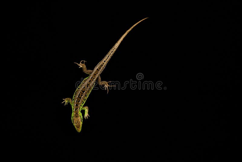 224 Lizard Top View Black Background Stock Photos - Free & Royalty-Free ...