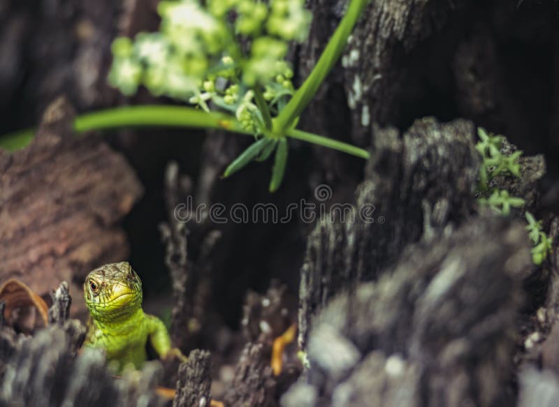 Green Sand Lizard Peeking Behind the Tree Trunk Stock Image - Image of ...