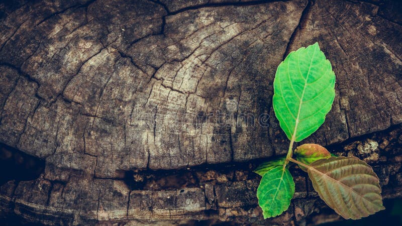 Green Sapling Grow from Tree Stump Stock Photo - Image of sapling ...