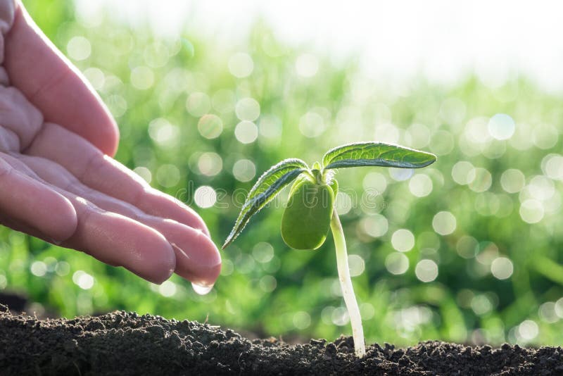 Green Sapling of Apple Tree Stock Photo - Image of develop, ecology ...