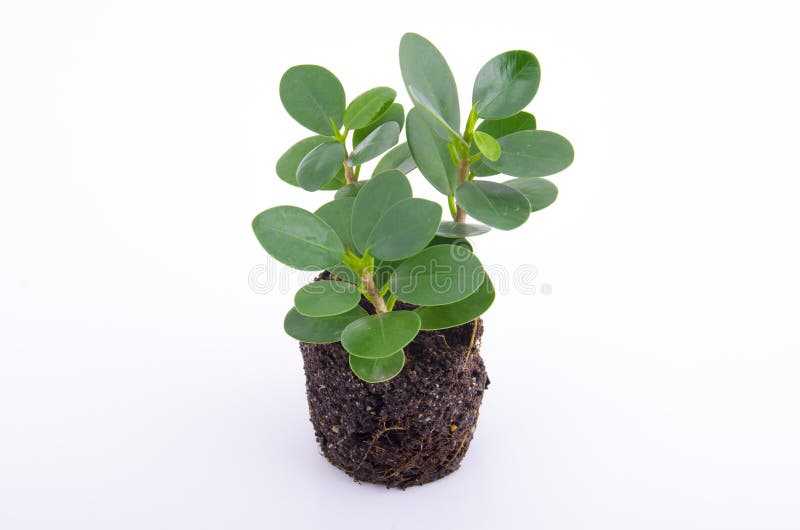 Green sapling on white. stock photo. Image of life, ground - 49654308