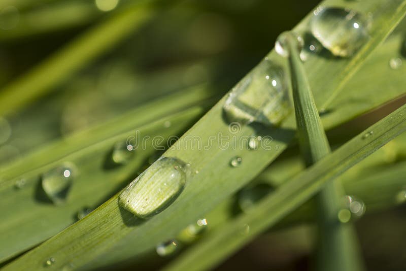 Green Sappy Grass after Rain with Dew Drops Stock Photo - Image of ...