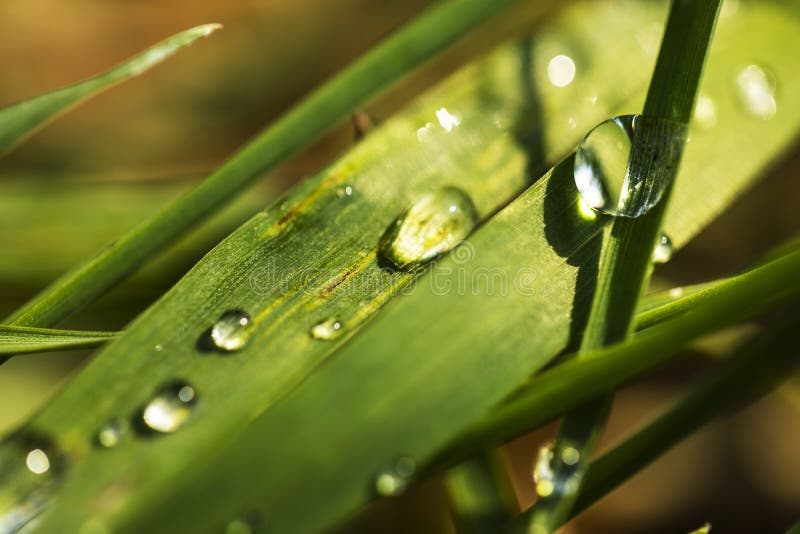 Green Sappy Grass after Rain with Dew Drops Stock Image - Image of ...