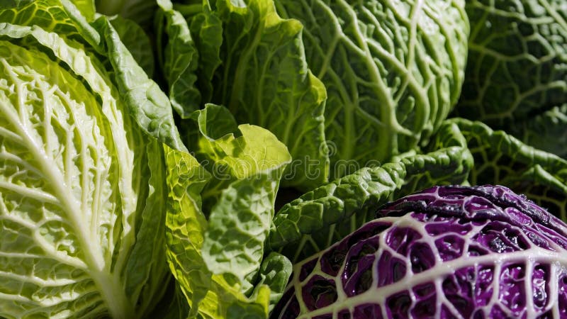 Green Savoy Cabbage and Purple Red Cabbage Create a Visually Appealing ...