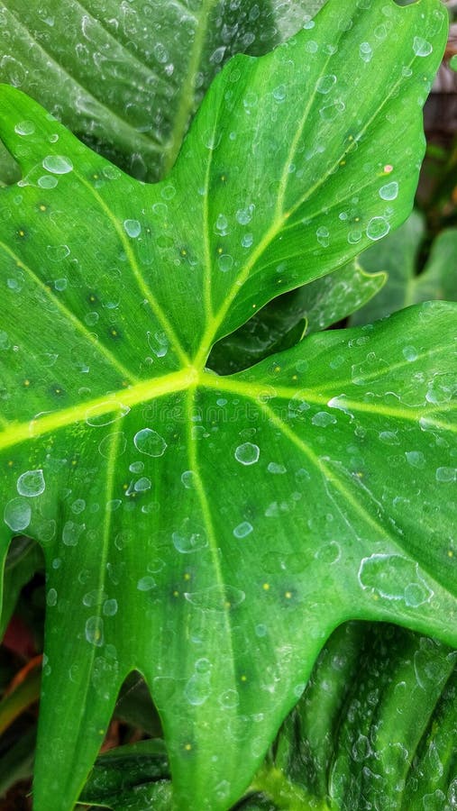 Green Saw Leaves Very Beautiful Stock Photo - Image of lawn, water ...