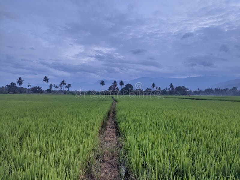 Green sawah grassland stock image. Image of prairie - 265095359