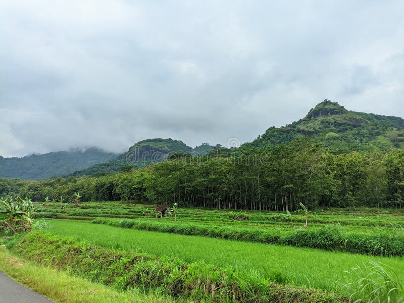 Green sawah stock image. Image of pasture, sawah, green - 262334355