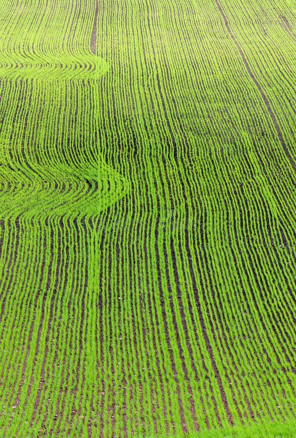Green Sawed Field with Row Patterns Stock Image - Image of field, farm ...