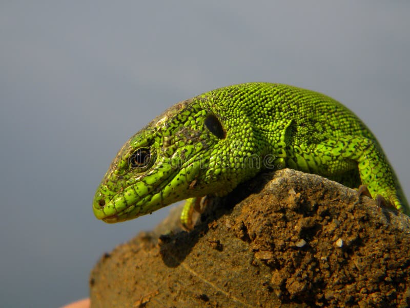 Green scales stock photo. Image of scales, wild, predator - 31573044