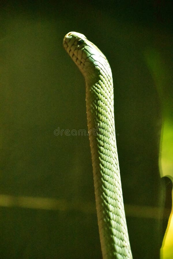 Green Scaley Snake Rearing Up in Defence Stock Photo - Image of ...