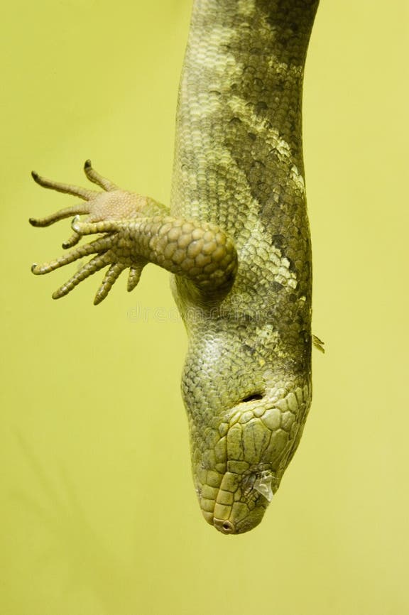 Green scaly skin stock photo. Image of head, lizard, wrinkly - 2249994