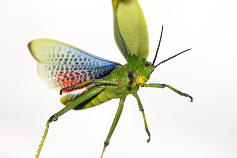 249 Scary Locust Stock Photos - Free & Royalty-Free Stock Photos from ...