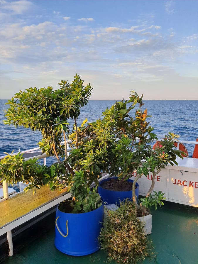 Green Scenery in the Deep Sea Stock Image - Image of green, meets ...