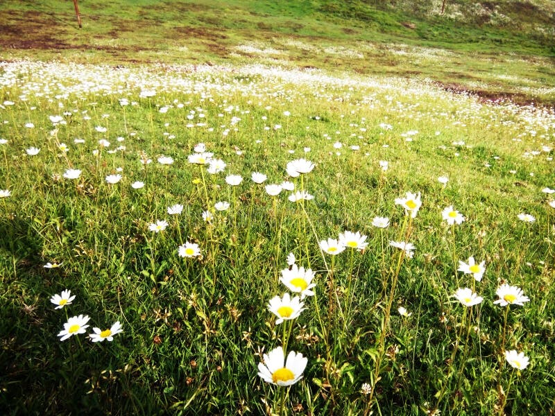 Green Scenery of Heart Throbbing Meadow Stock Photo - Image of green ...