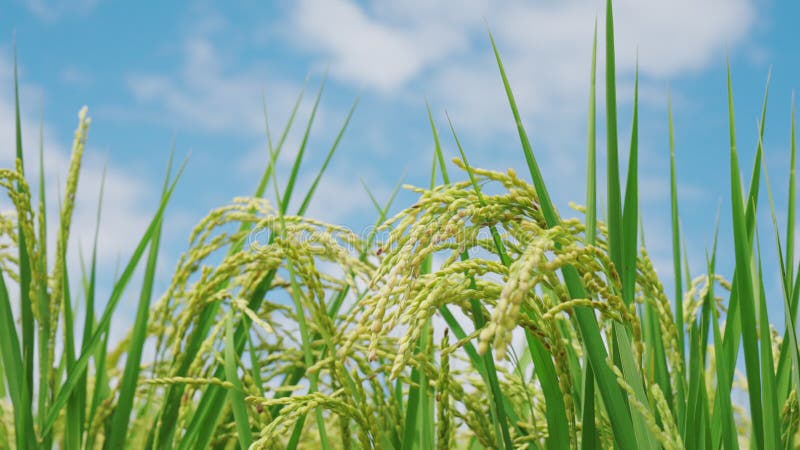 Green Scenery Paddy Field,Agricultural Field.paddy Rice Field Stock ...