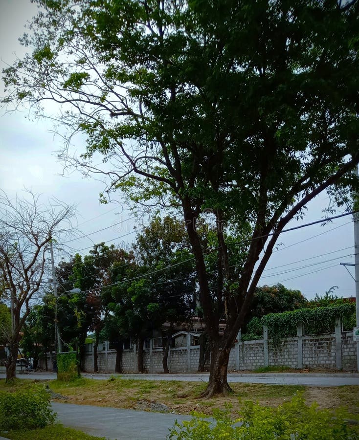 A Green Scenery of Peaceful and Clean Environment. Stock Photo - Image ...