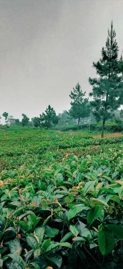 Green Scenery of Tea Fields in Indonesia Stock Image - Image of flower ...