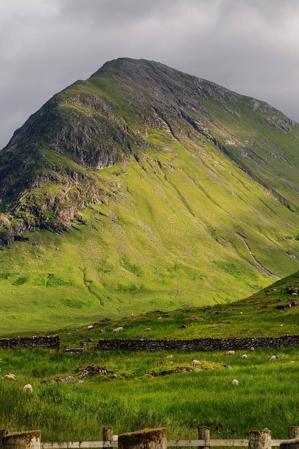 Green Scotland stock photo. Image of flocks, hills, friendly - 32054832
