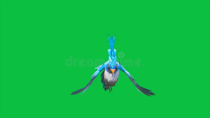 Green Screen Blue Bird Fly Front Loop 3D Animations Animals Rendering ...