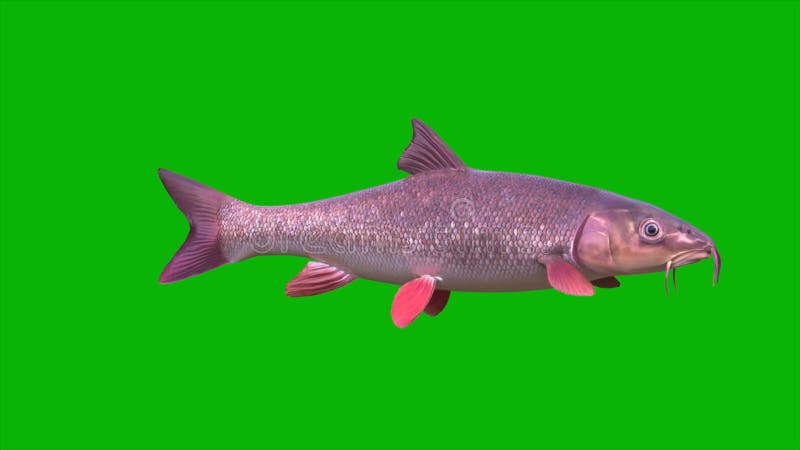Green Screen Fish with Whiskers Idle Side Loop 3D Animation Animals ...