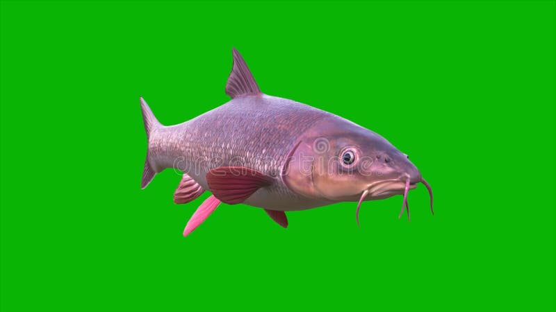 Green Screen Fish with Whiskers Swim Loop 3D Animation Animals ...
