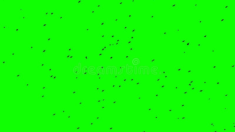 Green Screen. a Flock of Black Crows Flies Upward from the Lower Right ...