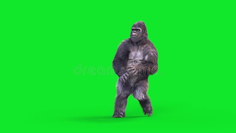 Green Screen Gorilla Dances Breakdance Uprock Realistic Fur 3D ...